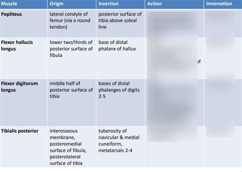 Deep Posterior Lower Leg Muscles Diagram Quizlet