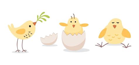 Chicken Life Cycle Vector Art Icons And Graphics For Free Download