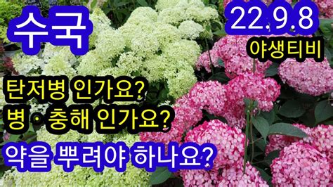 수국 잎에 반점은 무슨 병인가요치료약은 있나요 Youtube