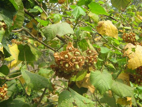 Ficus Virens Biodiversity At Lums
