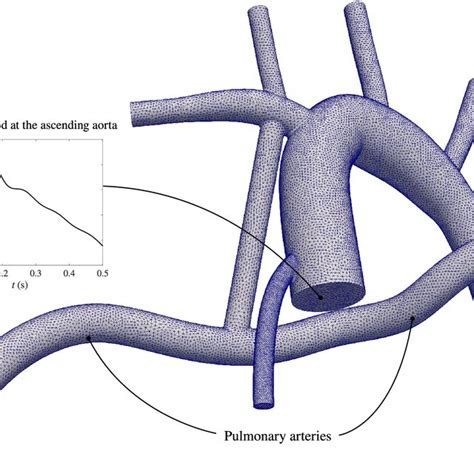 The Meshed Geometry And The Inlet Condition The Ascending Aorta Flow