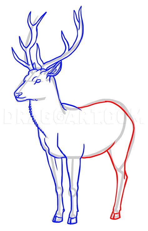 How To Draw Deer Step By Step Drawing Guide By Makangeni Artofit