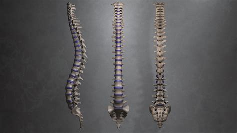 Spinal Cord 3d Model 15 Obj Ztl C4d Free3d