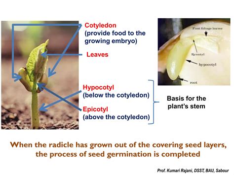 Seed Germination Testing Pdf