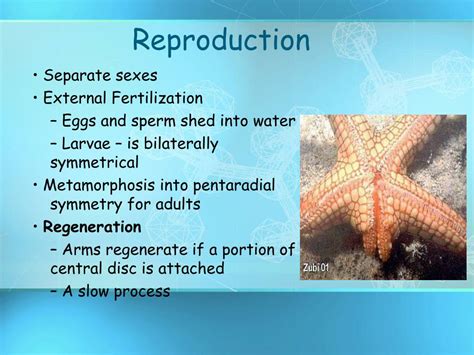Ppt Echinoderms Powerpoint Presentation Free Download Id2415093