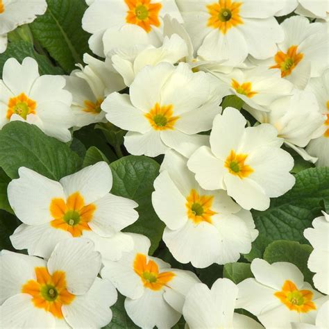 Buy Primrose Primula Cottage Cream 6 99 Delivery By Crocus