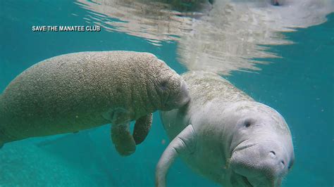 Watch Cbs Evening News Floridas Manatees Dying At A High Rate Full