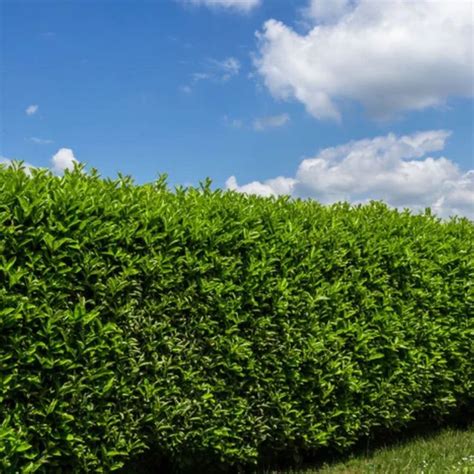 Shrub For Landscaping Shrubs For Shade Areas Shrubs For Shaded Areas