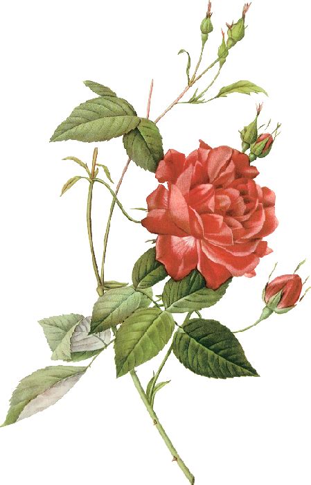 Flores Ilustraciones En Png Para Artesanía Y Diseños Primavera