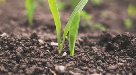 Host Parasite Relationships Microbial Associations Everything Microbiology