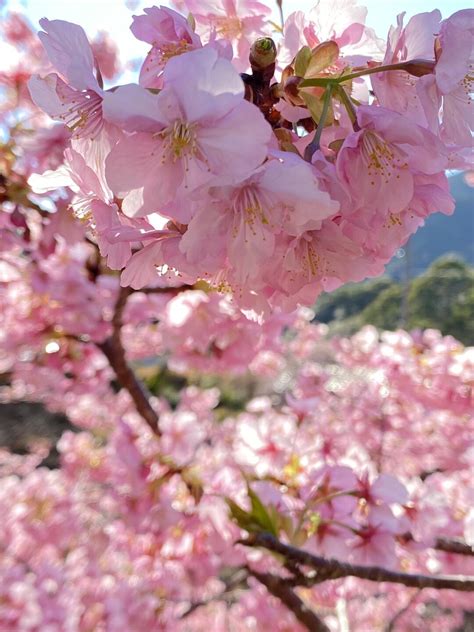 熊野古道 波田須神社⛩️ 伊勢路④「熊野の海」 なおにゃおさんの熊野古道 伊勢路④の活動データ Yamap ヤマップ