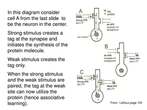 Ppt Hebbian Plasticity Powerpoint Presentation Free Download Id