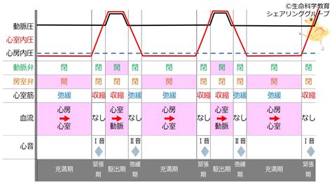 循環器系心臓心拍心周期心音Ⅰ音 一歩一歩