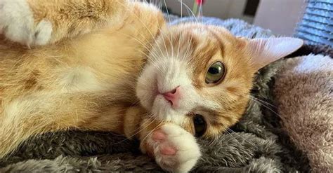 Sur Le Point De Devenir Maman Une Chatte Errante Blessée Trouve Le
