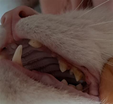 고양이 이빨 어떻게 진료받으면 될까요 지식in