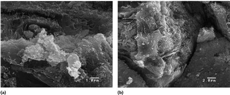 sem micrographs of paste containing nano sio2 particles 10 000× and b