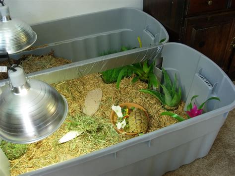 Russian Tortoise Habitat Setup