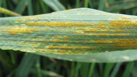 Conditions Right For Wheat Stripe Rust Disease Outbreak For Northern Grain Growers Abc News
