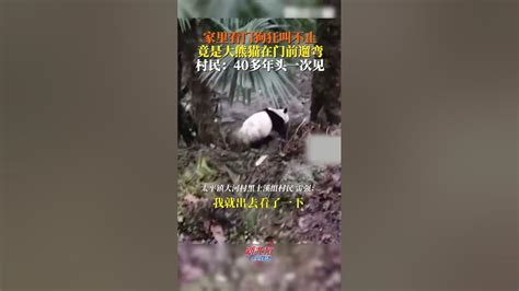 「滾滾」來巡山！四川雅安一村民在自家門口偶遇野生大熊貓shorts Youtube