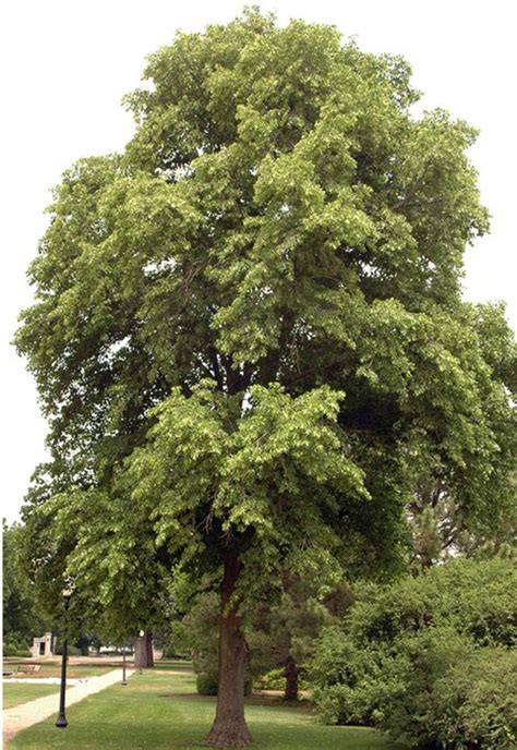 American Basswood Okanagan Xeriscape Association