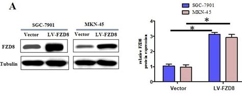 Fzd8 Indicates A Poor Prognosis And Promotes Gastric Cancer Invasion