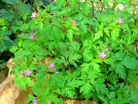 Herb Robert By Floramelitensis On Deviantart