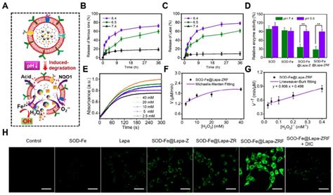 Multi Enzyme Cascade Reactions In Sod Fe 0 Lapa Zrf A Illustration Download Scientific