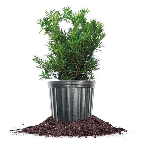 Perfect Plants Pringles Dwarf Podocarpus Foundation Hedge Shrub In 1 Gallon Pot