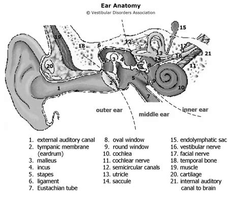 Ear Anatomy Vestibular Disorders Association