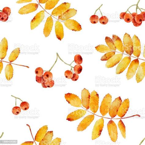 白い背景に分離された水彩画の紅葉とローワンベリーのシームレスなパターン まぶしいのベクターアート素材や画像を多数ご用意 まぶしい