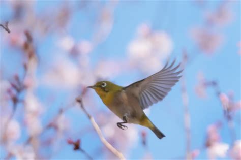 コヒガンザクラとメジロ Kazuko s Gallery 2