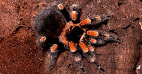 Tarantula Spider Fangs