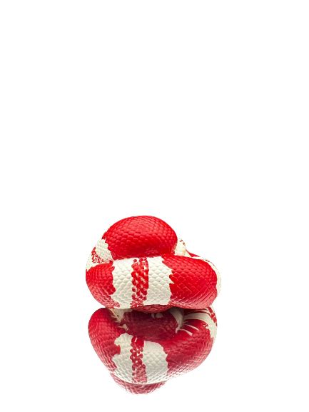 Lampropeltis Triangulum Red Herpinges