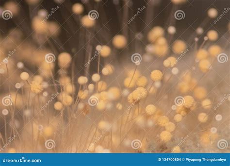 Fungi Rhizopus Bread Mold Under The Microscope Stock Photo Image Of