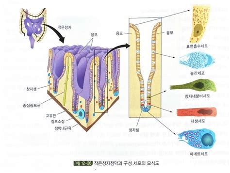 조직학 소화기계 간단정리 네이버 블로그