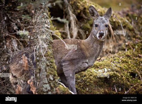 Musk Deer Near Phortse Tenga Solu Khumbu Everest Region Himalaya