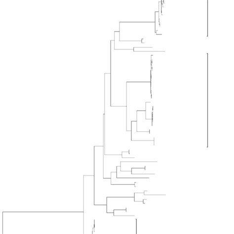 phylogenetic tree inferred by using the maximum likelihood method with