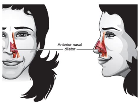 Speech Anatomy Velopharyngeal Nasal Function Production Flashcards
