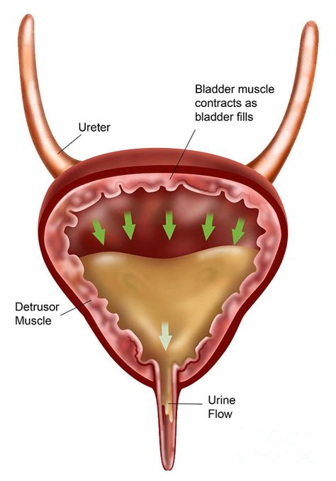 Bladder Photograph By Gwen Shockey Pixels