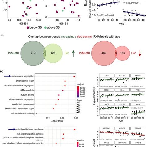 Analysis Of Gene Expression Correlation With Age A Cluster Analysis