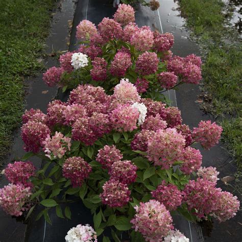 Candy Apple Hydrangea At Cynthia May Blog