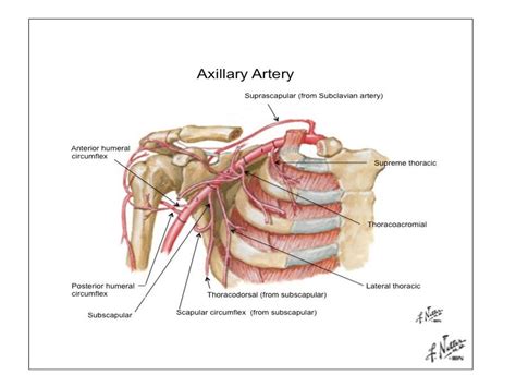 Axillary Artery Netters