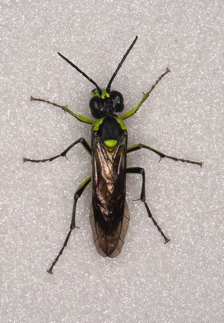 Tenthredo Eurogaster Mesomela Linnaeus 1758 Sawflies