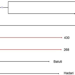 Neighbor Joining Dendrogram Based On Simple Matching Dissimilarity