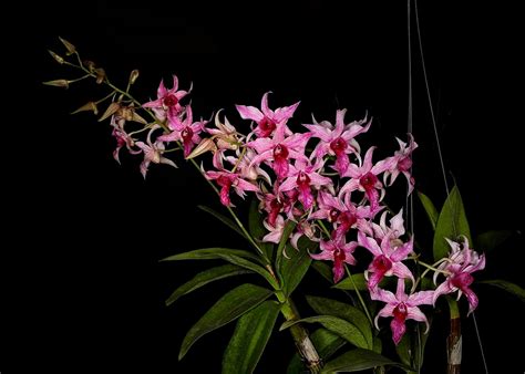Dendrobium Hawaii Spectacular Den Spectabile X Den Big Alex Latuorea