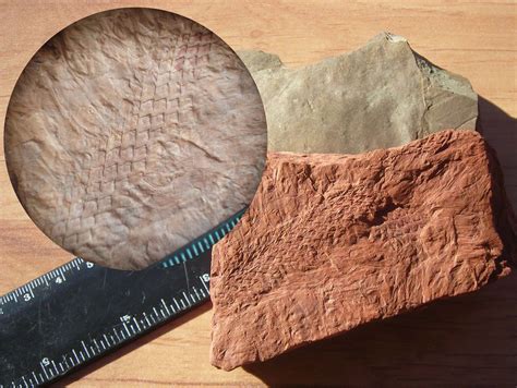 Lepidodendron Leafy Branch Member Collections The Fossil Forum