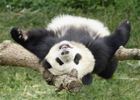 Pandas