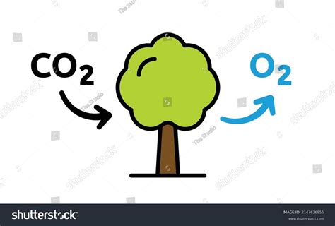 광합성 프로세스 벡터 그림 이산화탄소를 산소로 스톡 벡터로열티 프리 2147626855 Shutterstock