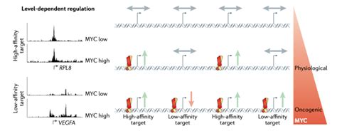 5 The Gene Specific Affinity Model Genes With High Promoter Myc Download Scientific Diagram