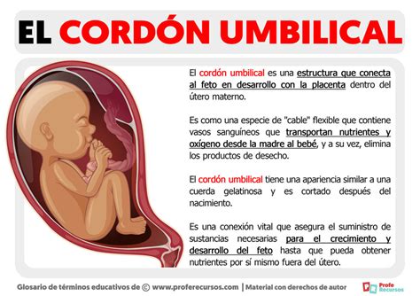 Qué Es El Cordón Umbilical
